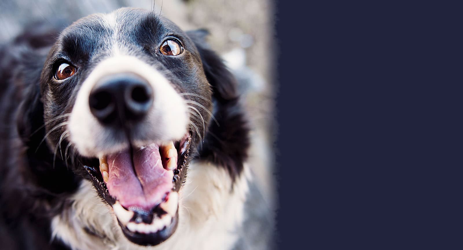 moscow-animal-clinic-veterinary-pullman-palouse-animal-teeth - Animal ...